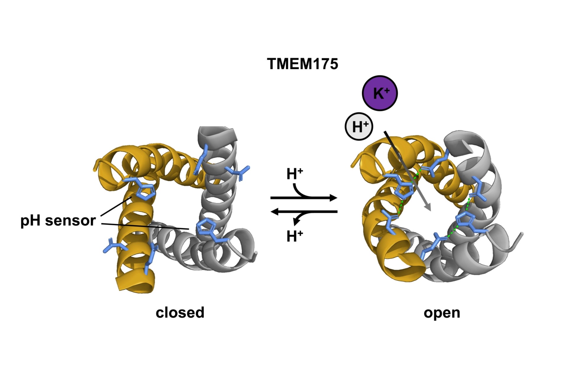 Parkinson’s: ion channel as promising avenue for new drugs | Hochschule Bonn-Rhein-Sieg (H-BRS)